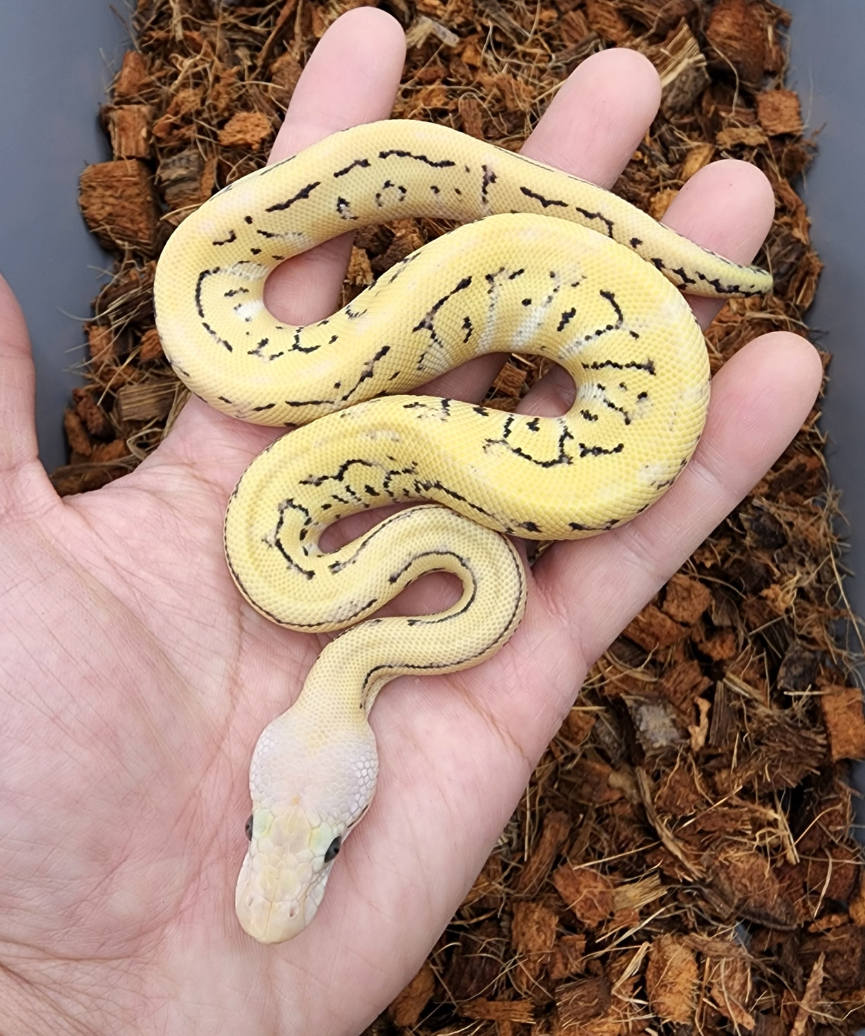 Lemonblast Desert Ghost Crypton Ball Python by Bobs Balls - MorphMarket