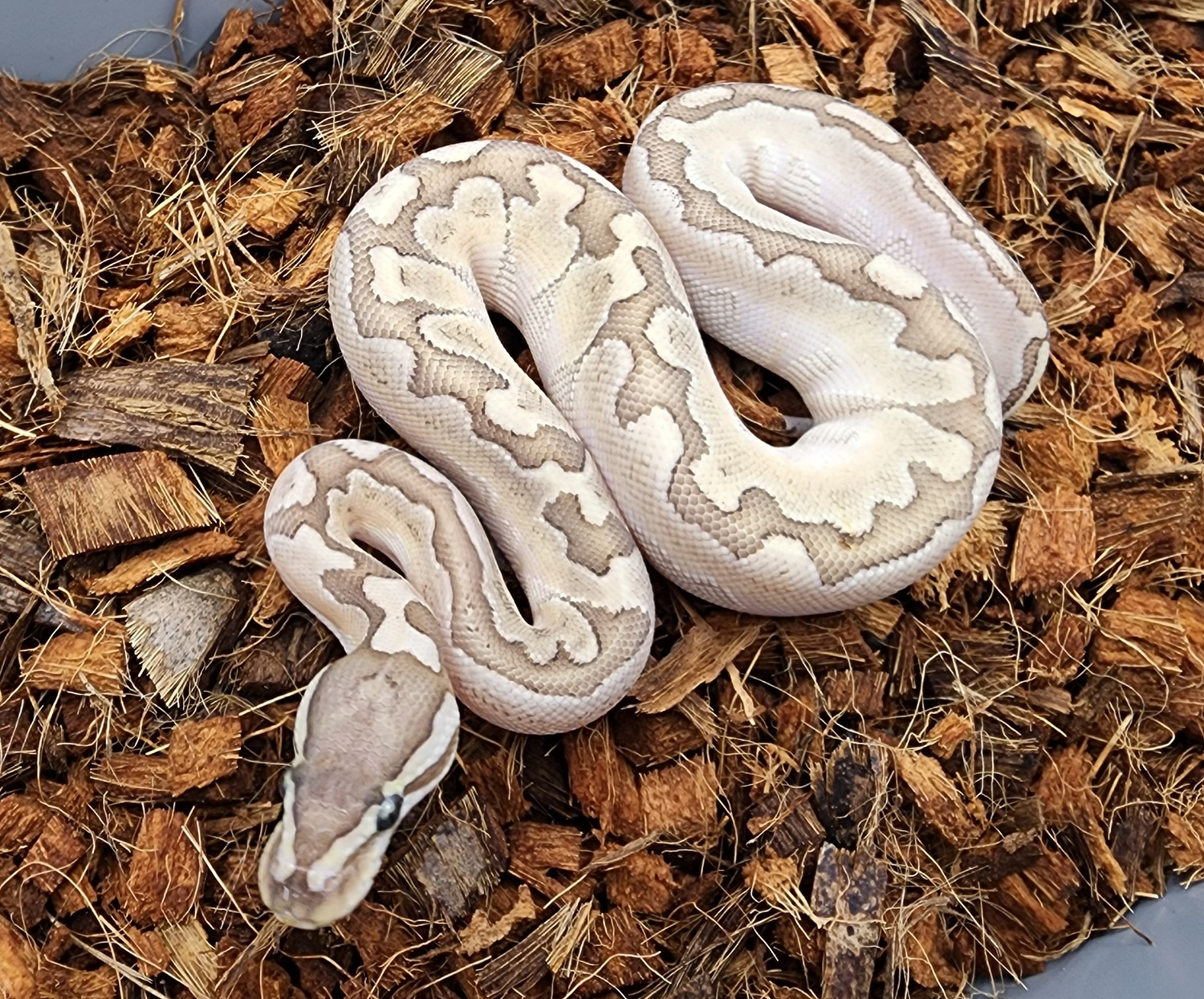 Bamboo Enchi Dh Dg Clown Ball Python by Bobs Balls - MorphMarket