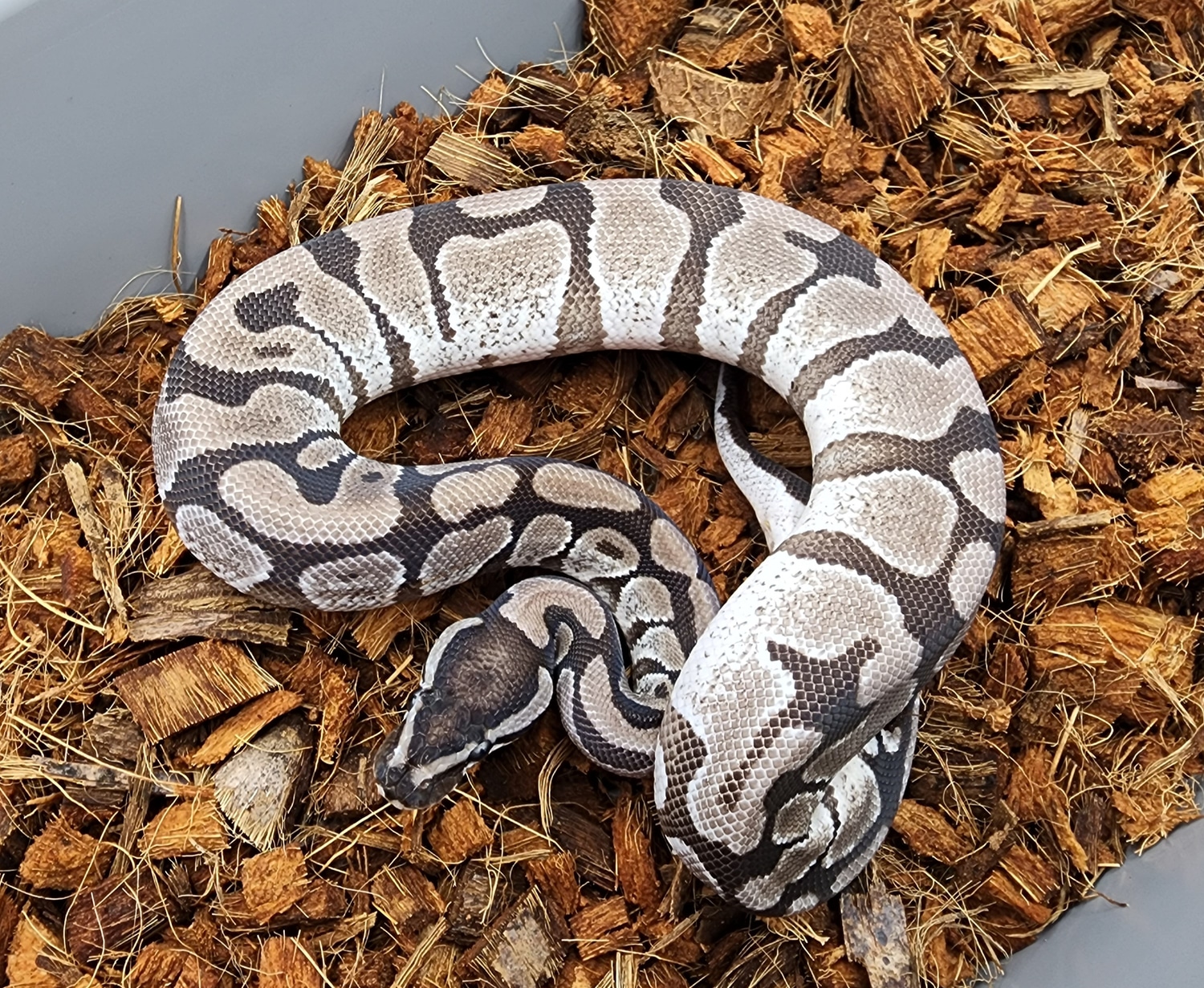 Enchi Vpi Axanthic Het Desert Ghost Ball Python by Bobs Balls - MorphMarket