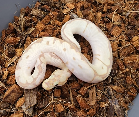 Banana Spider Clown Ball Python by Bobs Balls