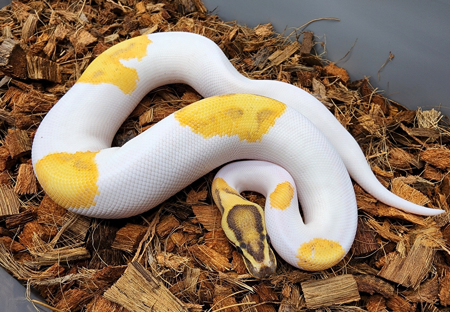 Od Enchi Fire Yb Pied Ball Python by Bobs Balls - MorphMarket