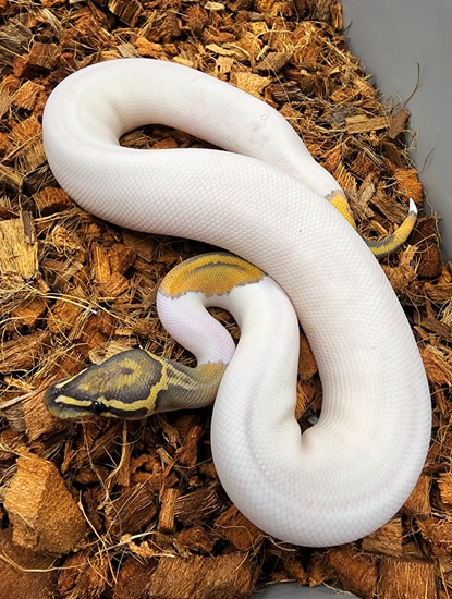 Hypo Pied Ball Python by Bobs Balls