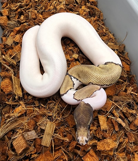 Mojave Pied Ball Python by Bobs Balls