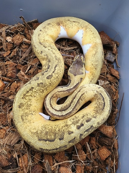 Lemonblast Pied Ball Python by Bobs Balls