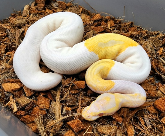 Candino Pied Ball Python by Bobs Balls