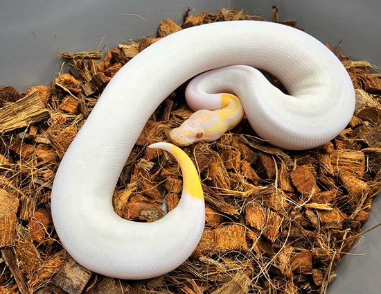 Candino Pied Ball Python by Bobs Balls