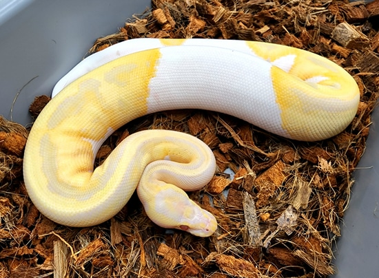 Candino Pied Ball Python by Bobs Balls