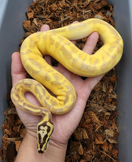 Od Enchi Vanilla Freeway Ball Python by Bobs Balls