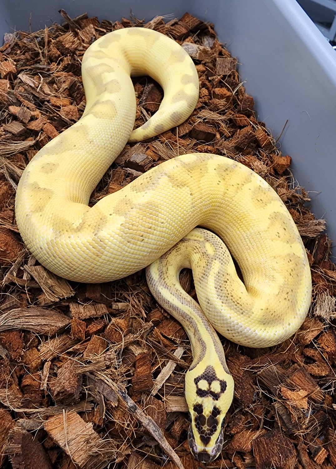 Pastel Super Enchi Freeway Ball Python by Bobs Balls - MorphMarket