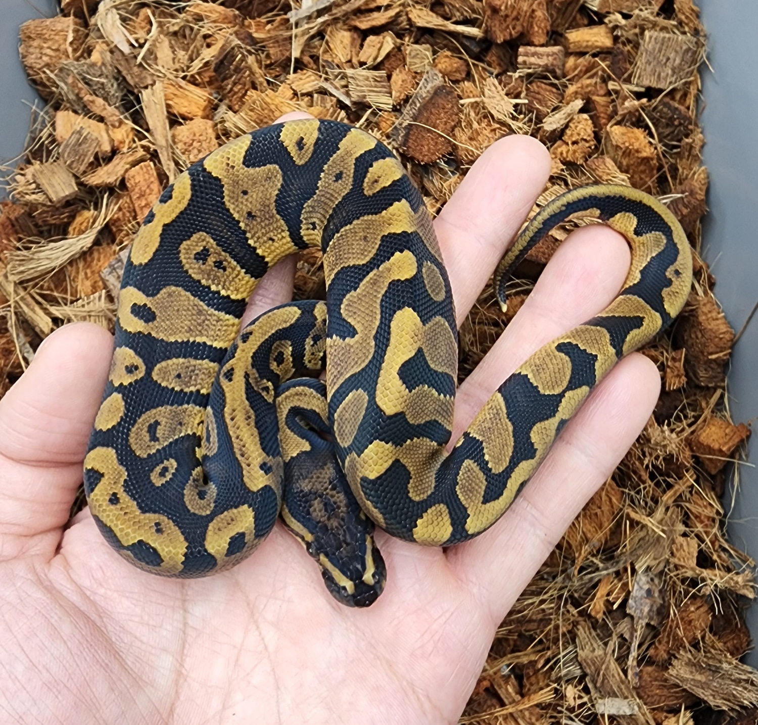Confusion Ball Python by Bobs Balls - MorphMarket
