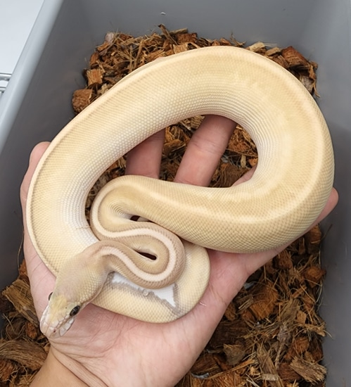 Banana Cinny Leopard Chocolate Lesser Ph Pied Ball Python by Bobs Balls