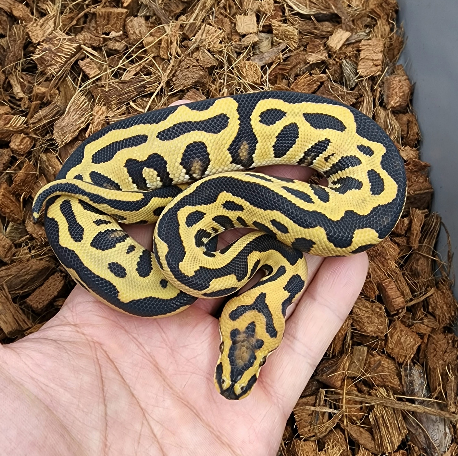 Leopard Desert Ghost Crypton Ball Python by Bobs Balls - MorphMarket