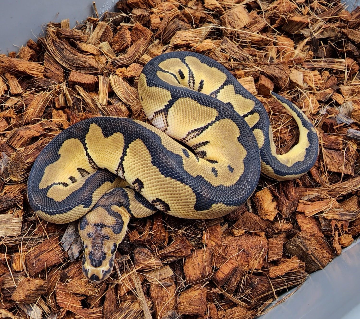 Clown Het Desert Ghost Ball Python by Bobs Balls - MorphMarket