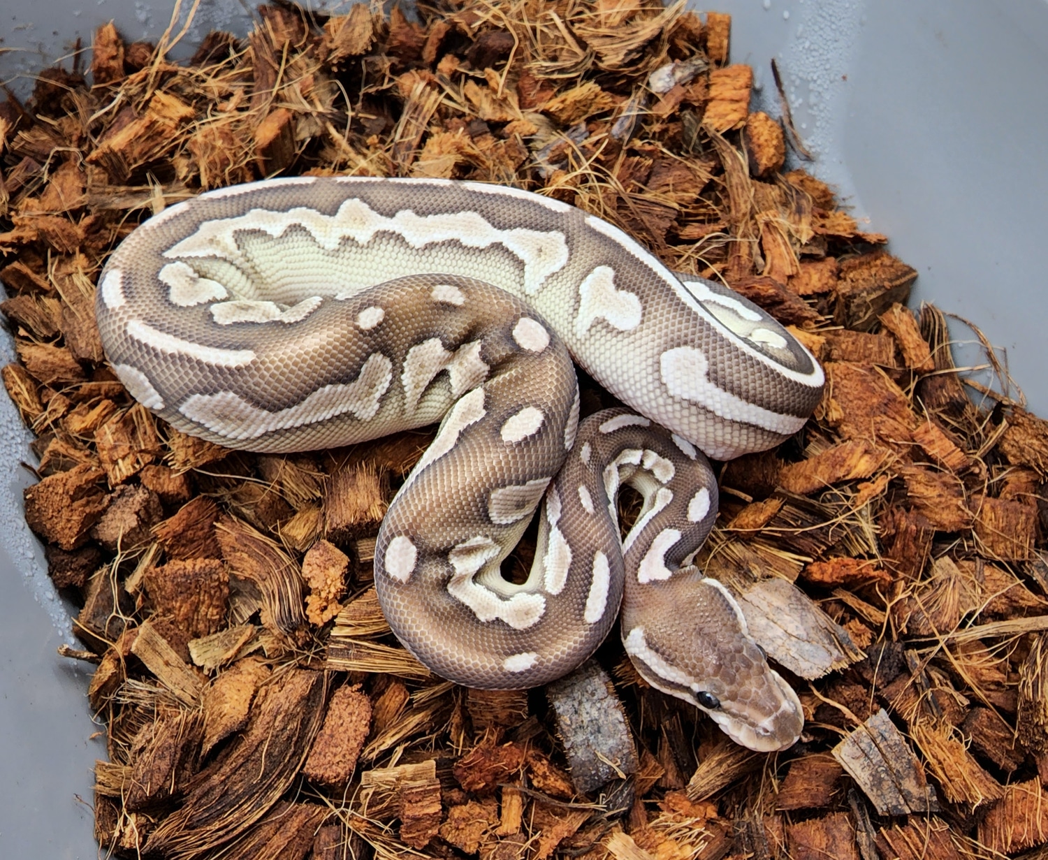Cinny Lesser Het Desert Ghost Ph Hypo Ball Python by Bobs Balls ...