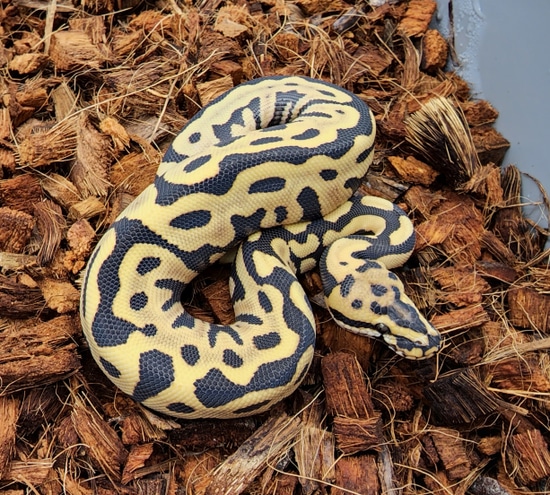 Leopard Spotnose Dg 66% Ph Crypton Ball Python by Bobs Balls