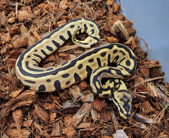 Leopard Spotnose Het Dg 66% Het Crypton Ball Python by Bobs Balls