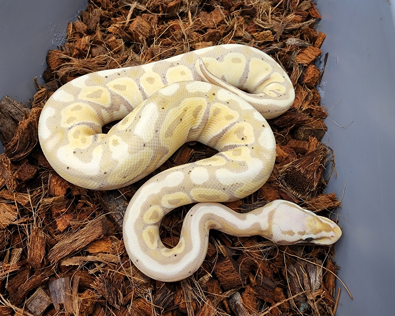 Pastel Banana Het Clown Ball Python by Bobs Balls - MorphMarket