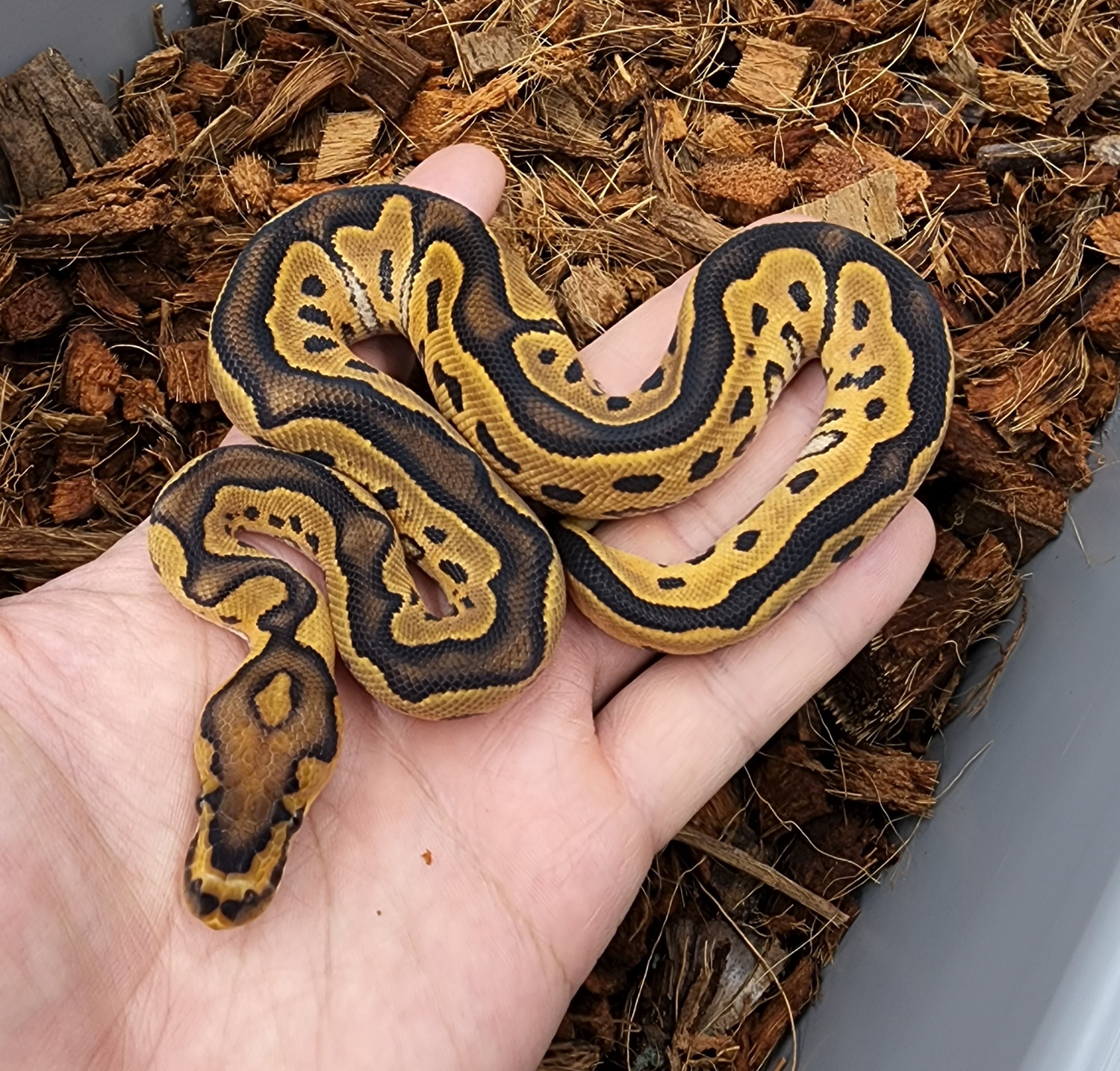 Sugar Clown Ball Python by Bobs Balls - MorphMarket