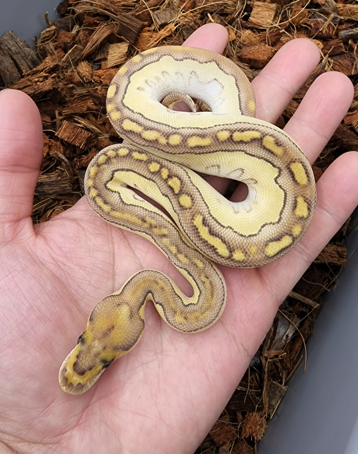 Lesser Sugar Clown Ball Python by Bobs Balls - MorphMarket