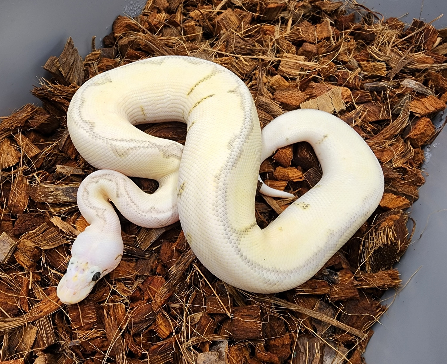 Od Fire Bumble Bee Clown Ball Python by Bobs Balls - MorphMarket