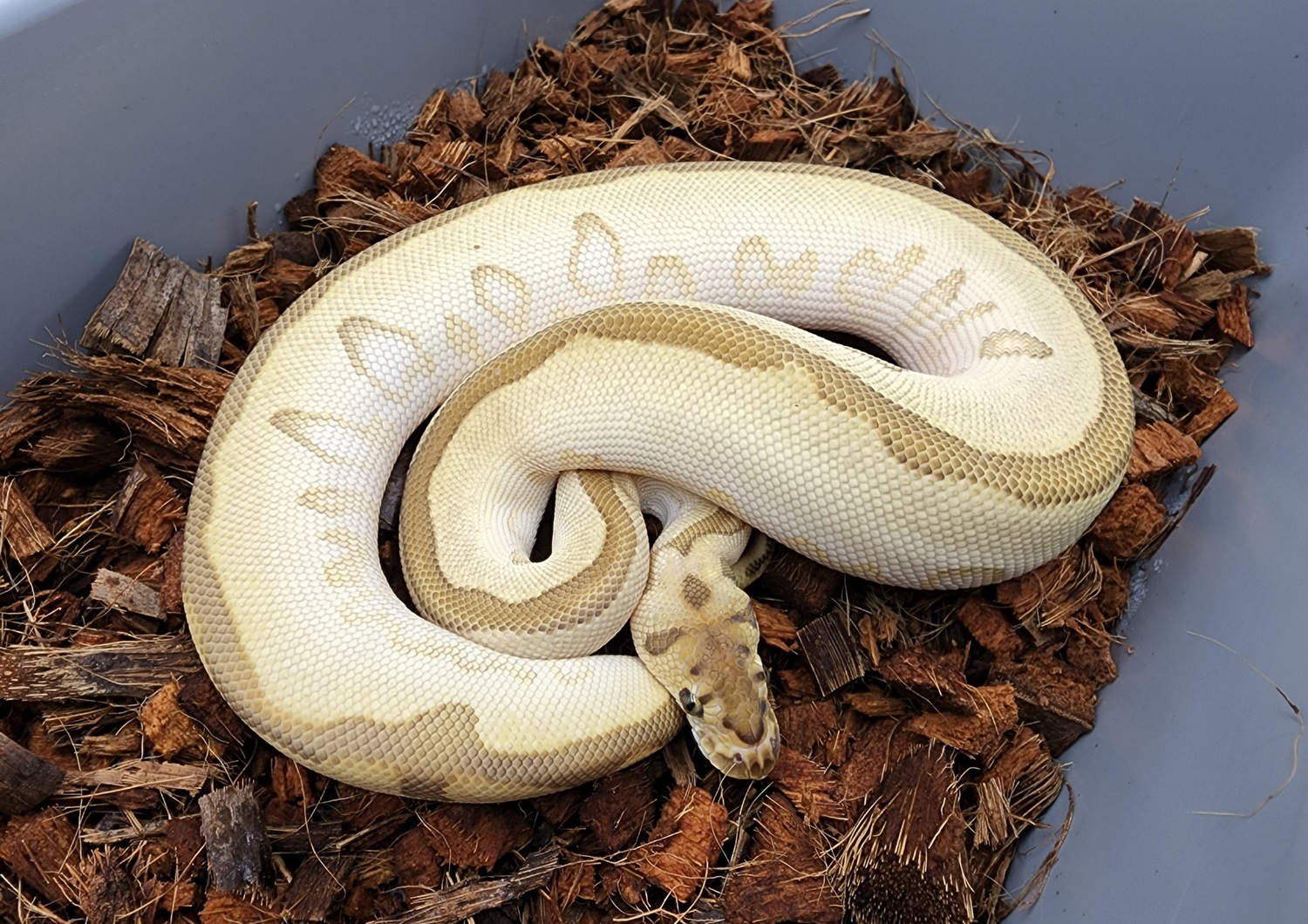 Lesser Leopard Vanilla Clown Ball Python by Bobs Balls - MorphMarket