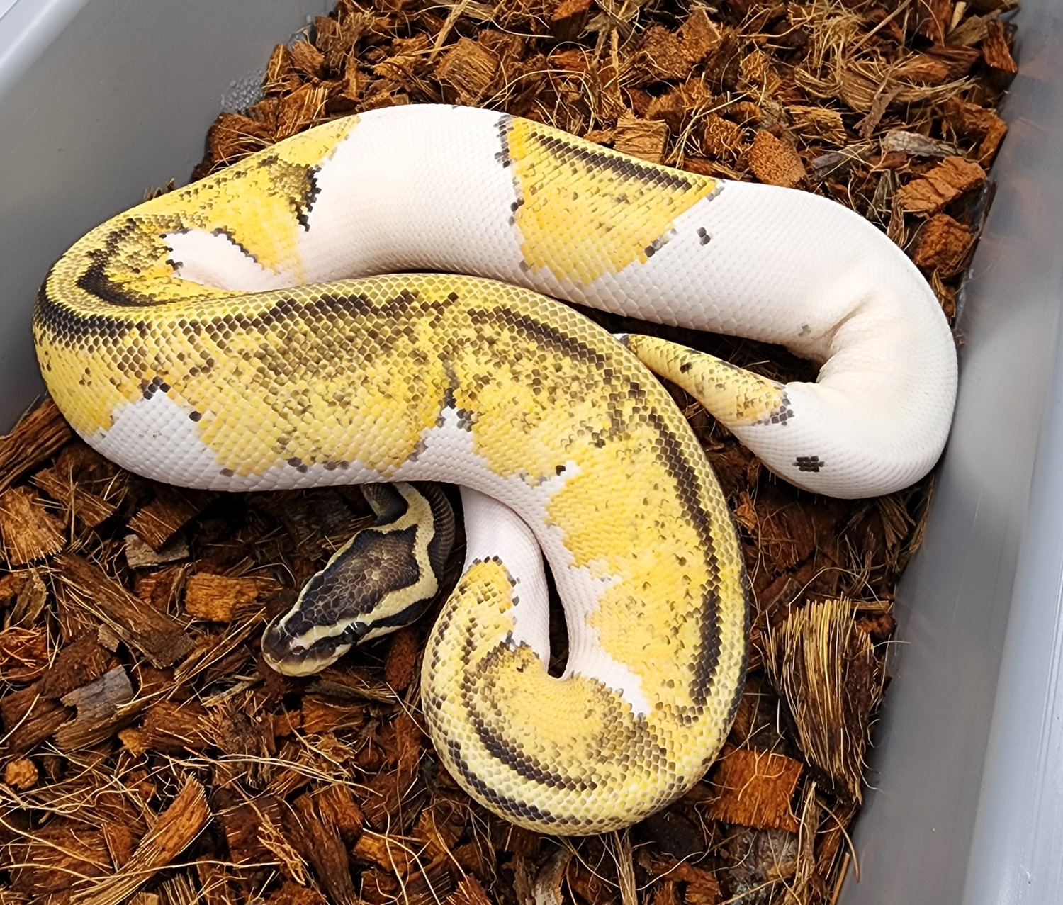 Super Pastel Pied Ball Python by Bobs Balls - MorphMarket