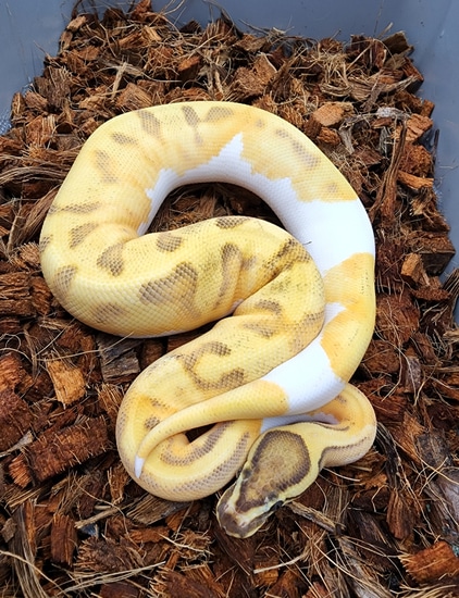 Od Super Enchi Fire Yb Pied Ball Python by Bobs Balls