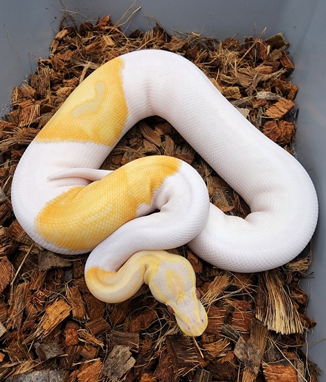 Candino Pied Ball Python by Bobs Balls