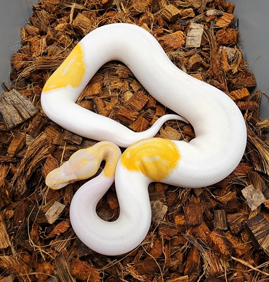 Candino Pied Ball Python by Bobs Balls