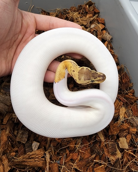 Lemonblast Pied Ball Python by Bobs Balls