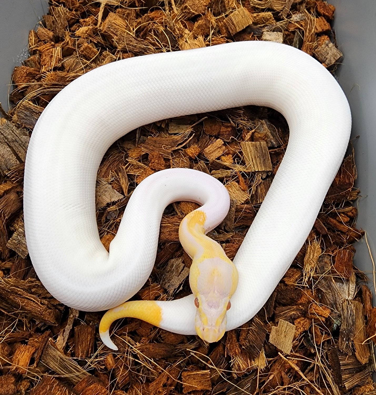 Candino Pied Ball Python by Bobs Balls - MorphMarket