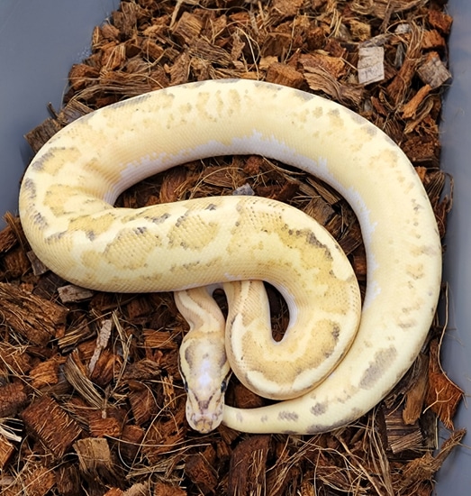Vanilla Cream Freeway Ball Python by Bobs Balls