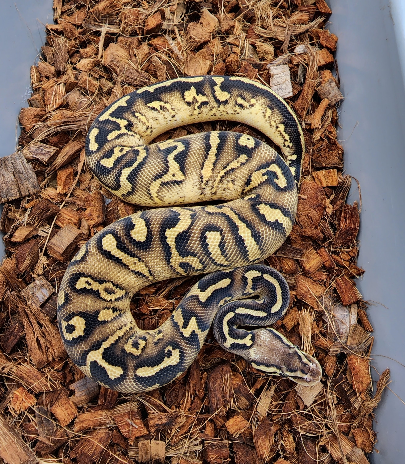 Pastel Chocolate Super Asphalt Ball Python by Bobs Balls - MorphMarket