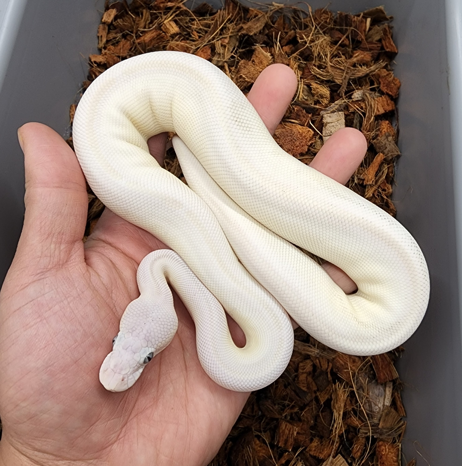 Pastel Mojave Russo Ball Python by Bobs Balls - MorphMarket