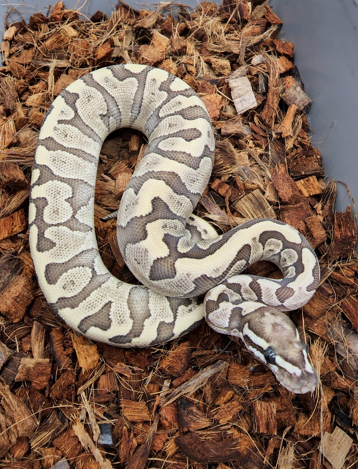 Bamboo Enchi Confusion Ball Python by Bobs Balls - MorphMarket