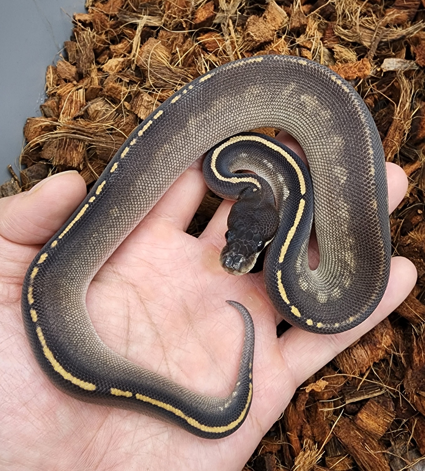 Mahogany Blackhead Black Pastel Mojave Ball Python by Bobs Balls - MorphMarket