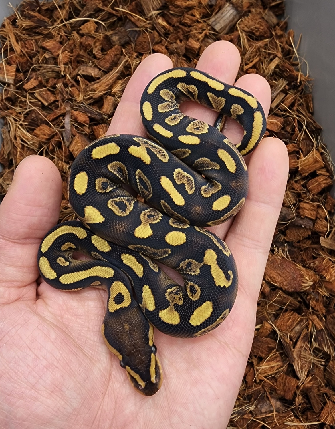 Wookie Yb Het Clown Ball Python by Bobs Balls - MorphMarket