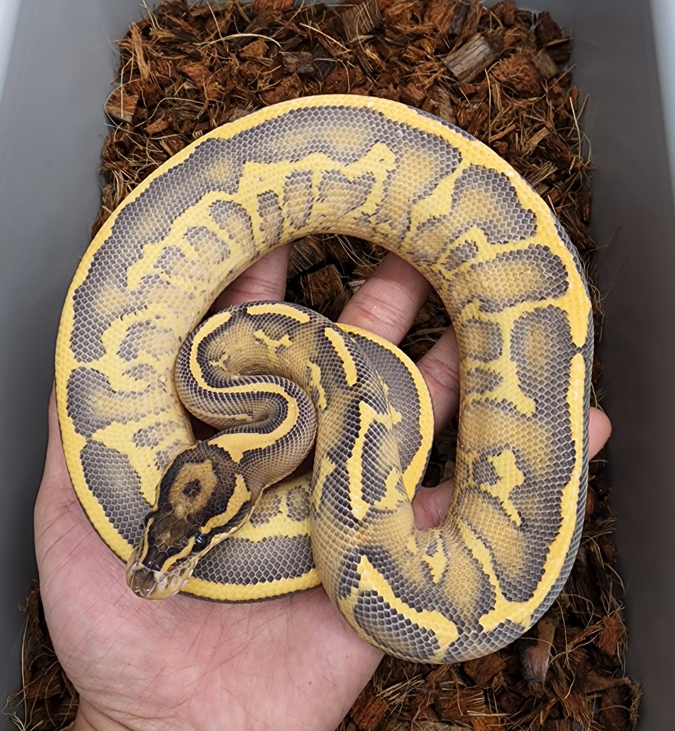 Leopard Highway 66% Ph Clown Ball Python by Bobs Balls - MorphMarket