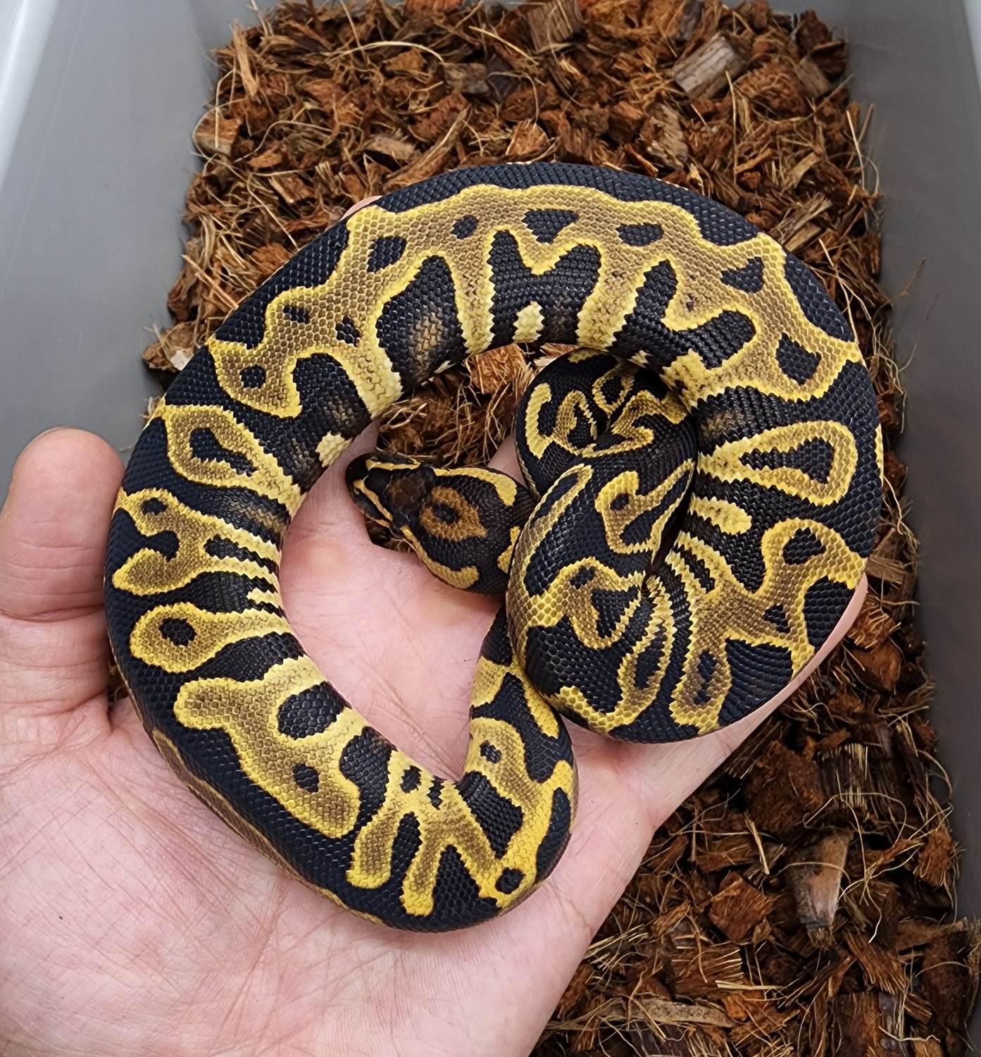 Leopard Special Yb Het Clown Ball Python by Bobs Balls - MorphMarket
