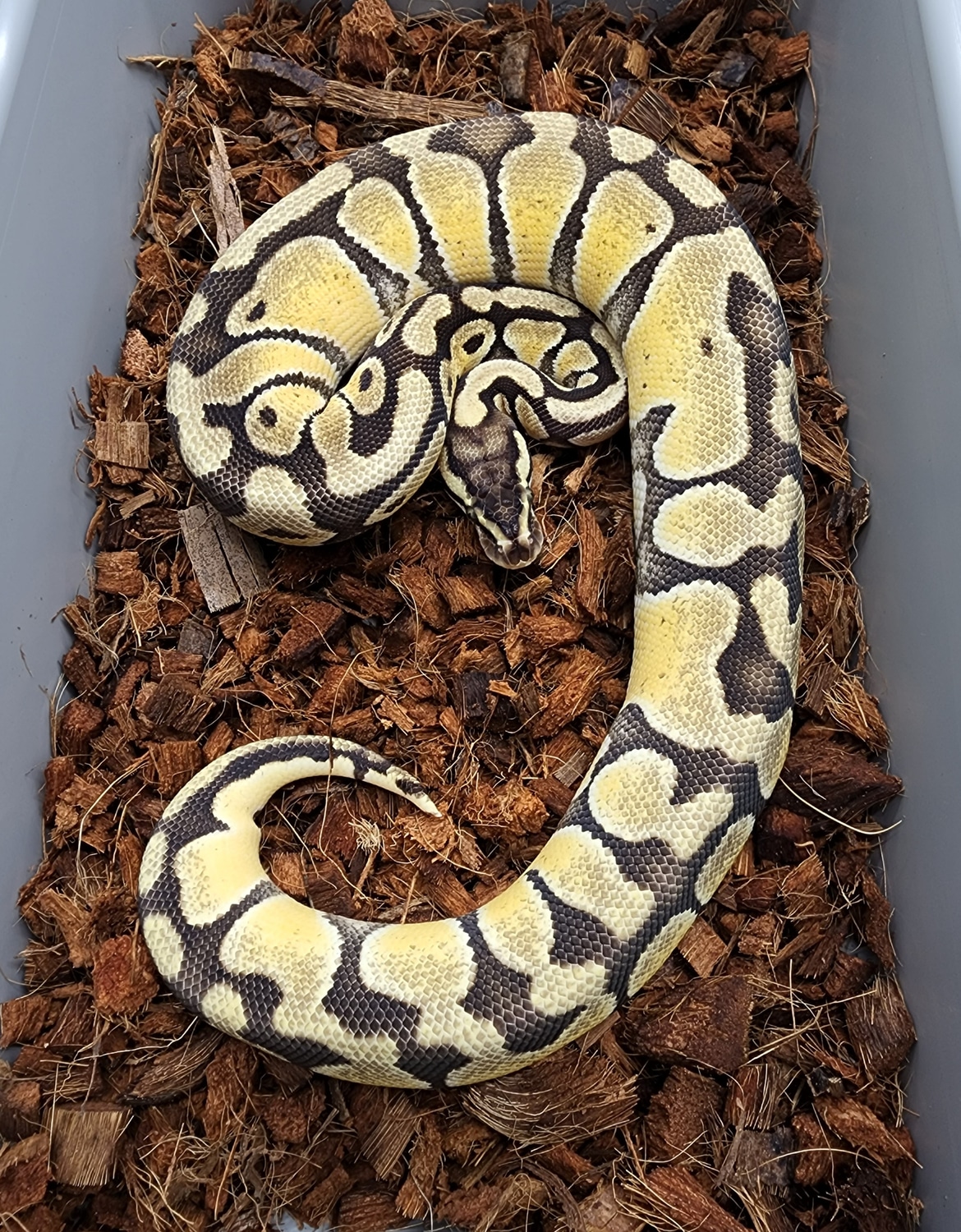 Pastel Enchi Dh Dg Hypo Ball Python by Bobs Balls - MorphMarket
