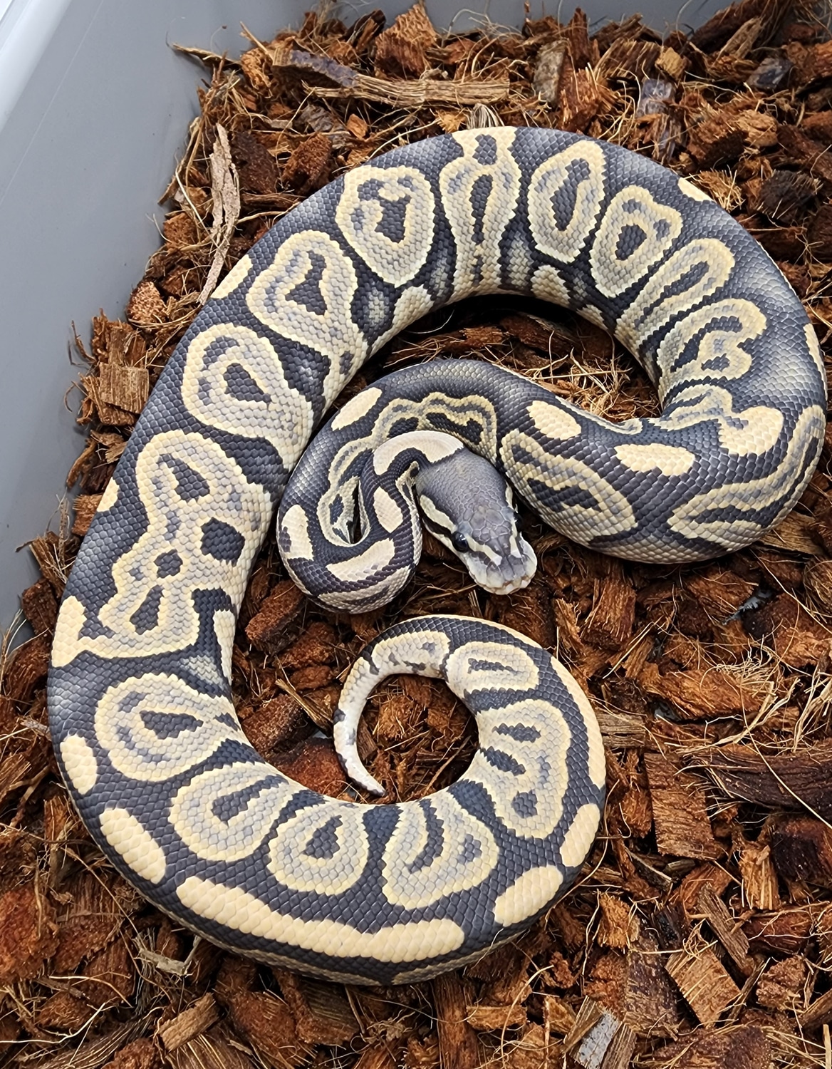 Black Pastel Hypo Ball Python by Bobs Balls - MorphMarket