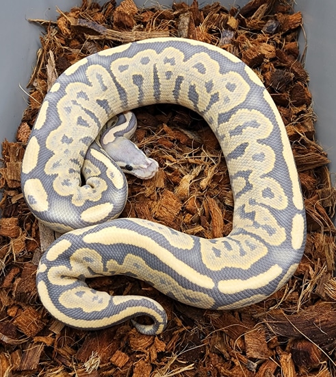 Black Pastel Vanilla Hypo Ball Python by Bobs Balls - MorphMarket