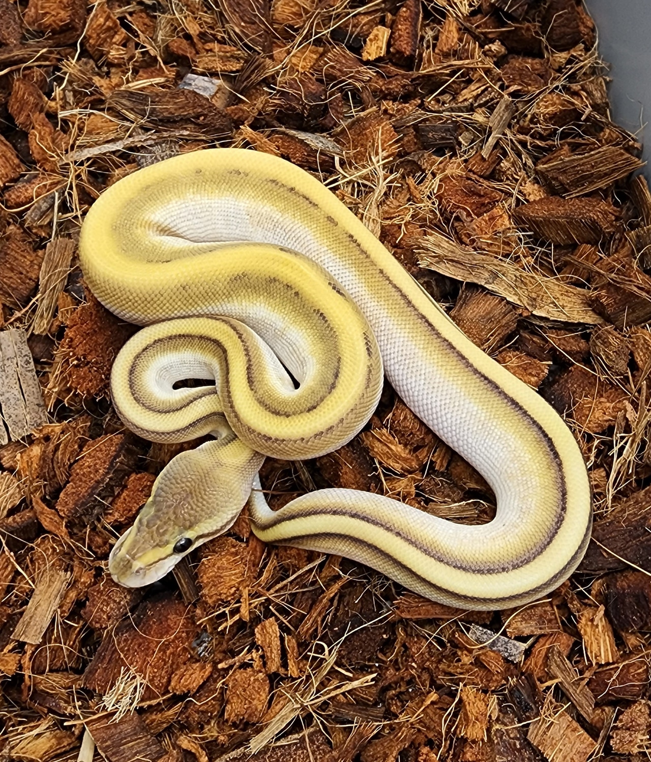 Lesser Leopard Genetic Stripe 66% Ph Clown Ball Python by Bobs Balls ...