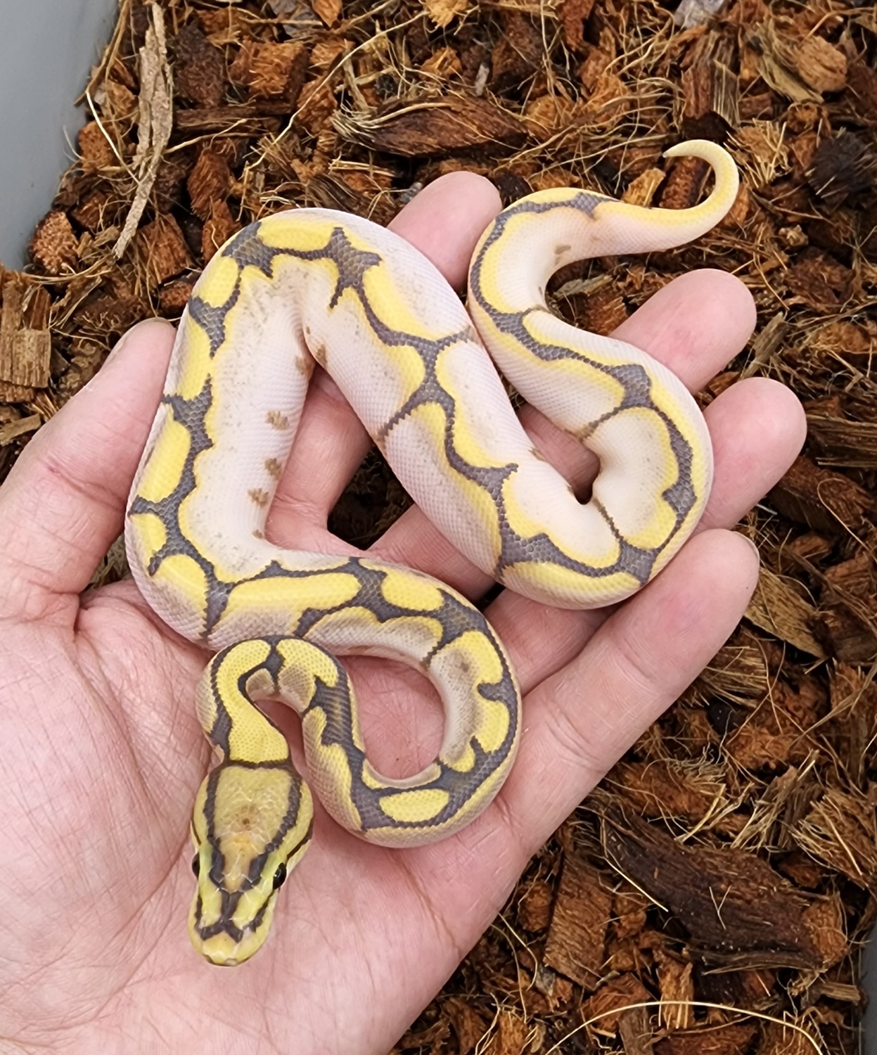 Od Calico Hypo Spider Ball Python by Bobs Balls - MorphMarket
