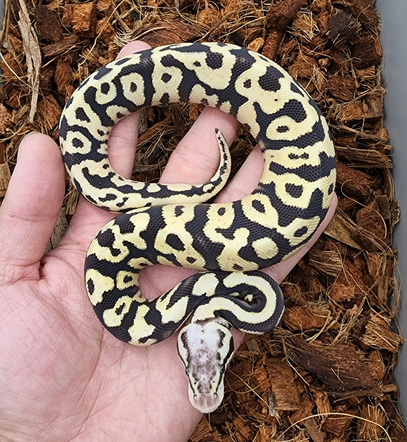 Pastel Leopard Spotnose Dg Ball Python by Bobs Balls - MorphMarket