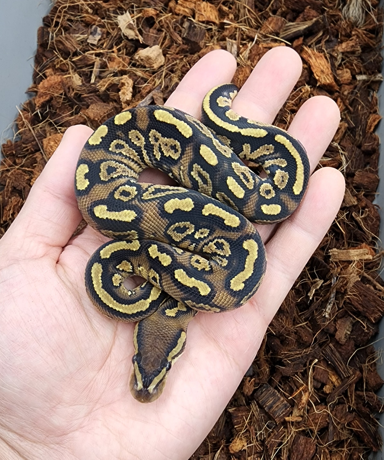 Paint Yb Ball Python by Bobs Balls - MorphMarket