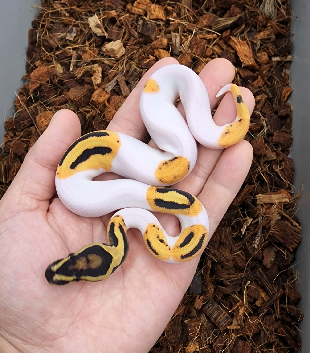 Od Fire Pied Het Dg Ball Python by Bobs Balls - MorphMarket