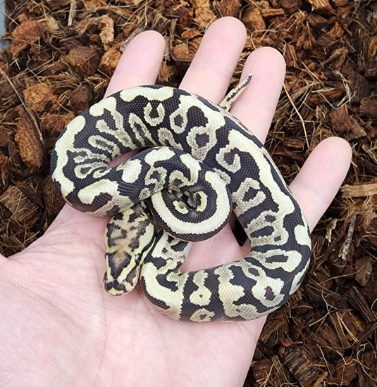 Spotnose Chocolate Fire Dh Dg Clown Ball Python by Bobs Balls