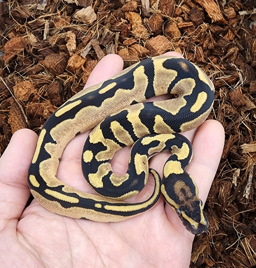 Od Fire Dh Dg Pied Ball Python by Bobs Balls