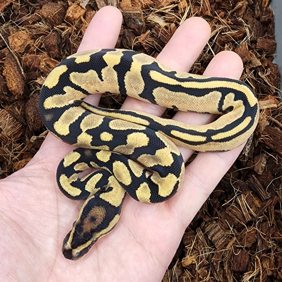 Od Fire Dh Dg Pied Ball Python by Bobs Balls